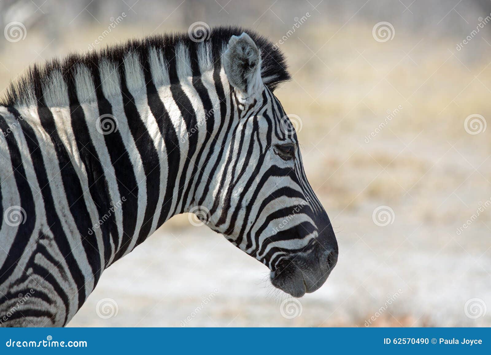 Close-up of a zebra head stock photo. Image of natural - 62570490