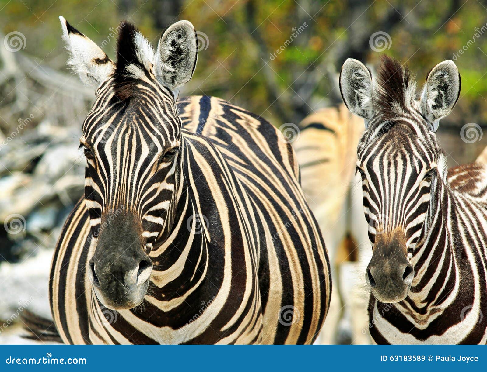 Close-up of 2 Zebra Heads Looking Directly Ahead Stock Image - Image of ...