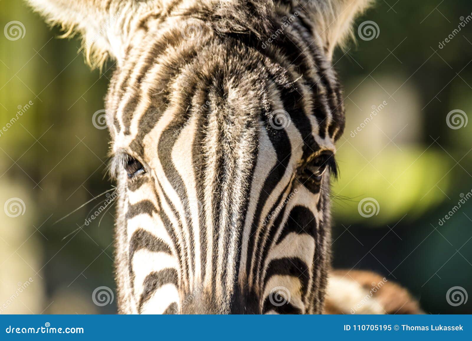 Close up of a zebra stock image. Image of exotic, closeup - 110705195