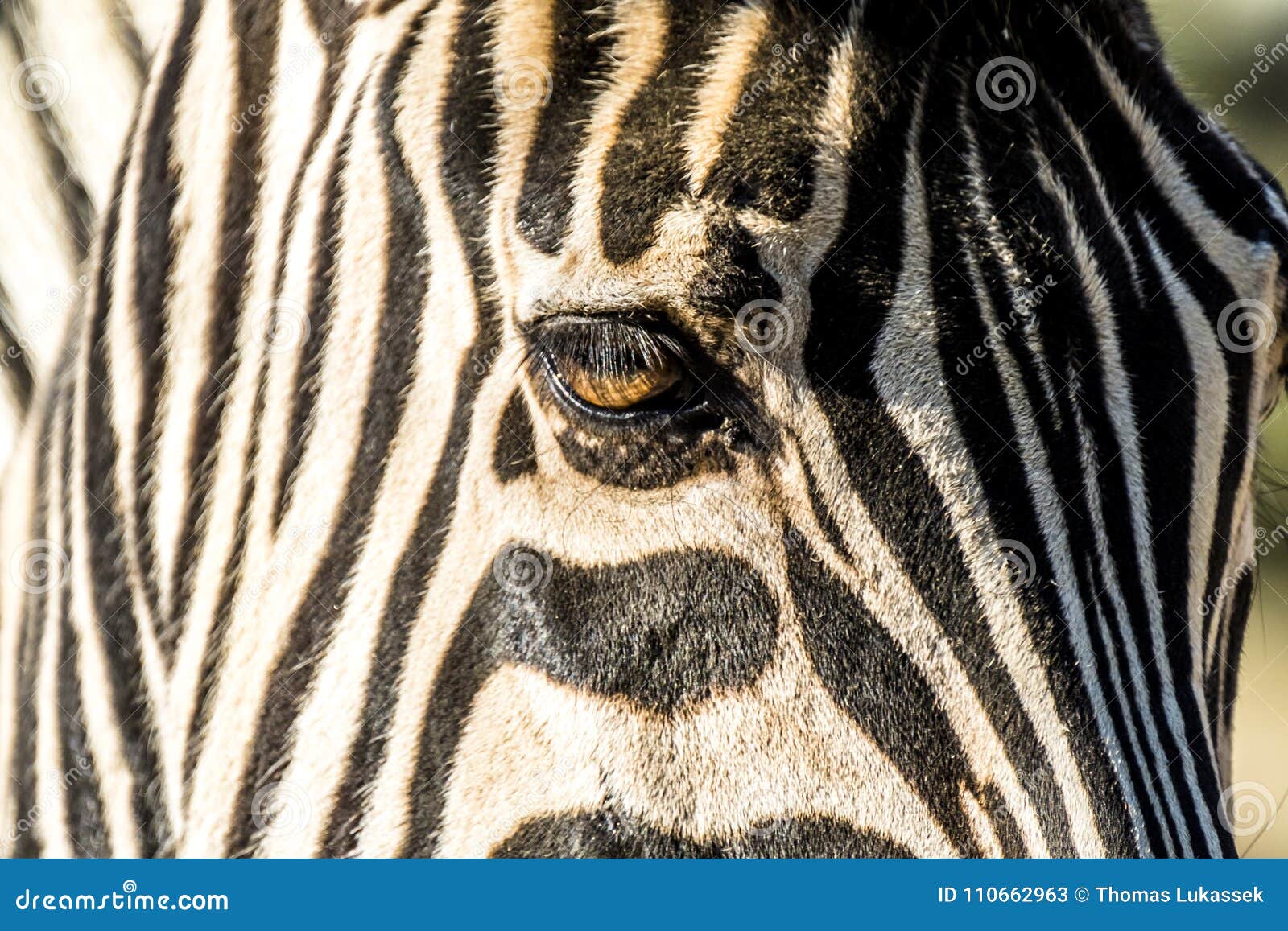 Close up of a zebra stock image. Image of pattern, lines - 110662963