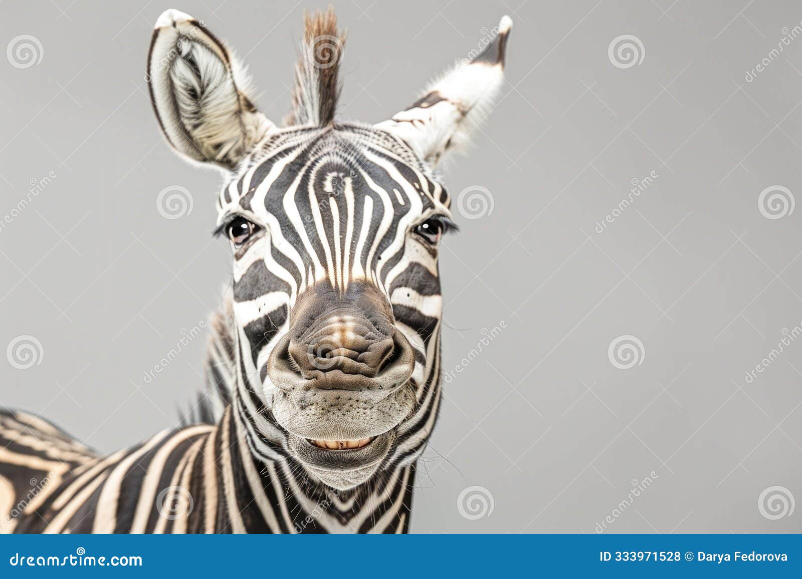 Zebra Portrait On African Savanna Royalty-Free Stock Image ...