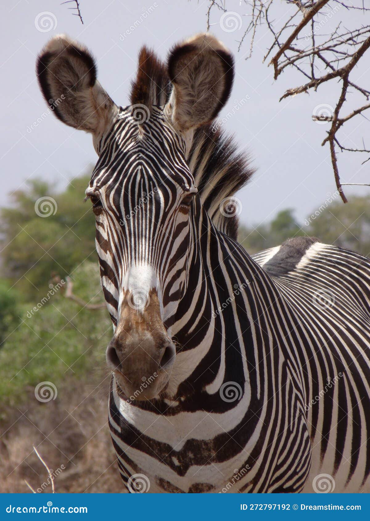 Close-up of a Zebra S Face and Neck. Stock Photo - Image of africa ...
