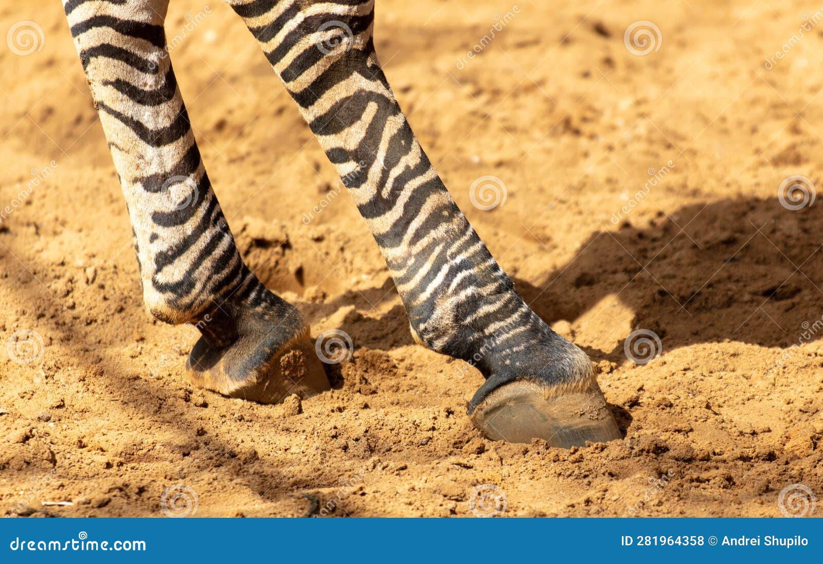 Close-up of a Zebra S Hooves on Sandy Ground Stock Photo - Image of ...