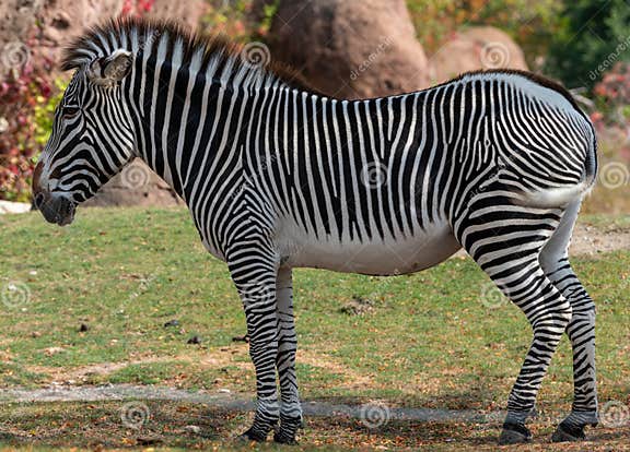 Close Up of a Zebra, Side View Stock Photo - Image of zebra, savanna: 293389544