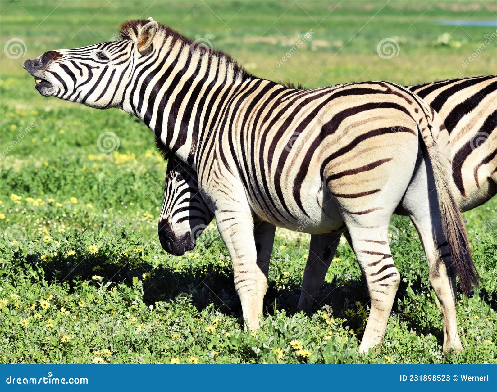 A Zebra stallion stock image. Image of wildlife, grass - 231898523