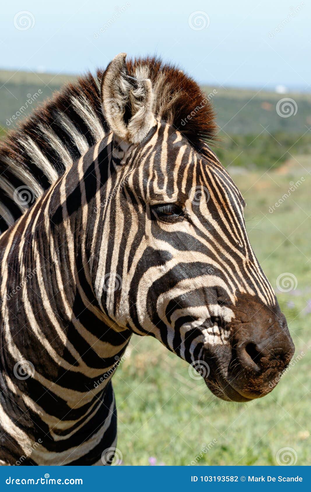 Close Up of an Zebra Standing Stock Photo - Image of blue, eastern ...