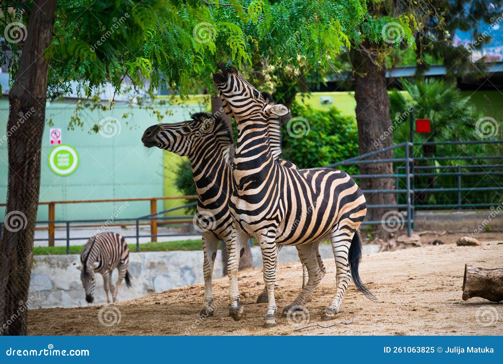 Close-Up of Zebra Standing on Hill Against Background of Green Trees ...