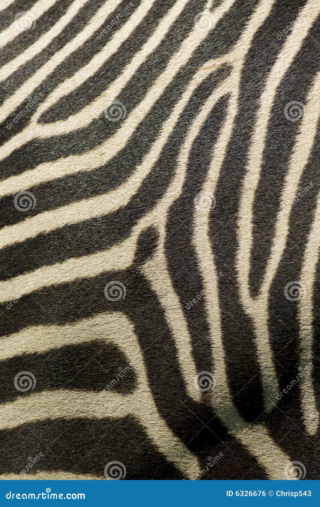 Close up of zebra stripes stock photo. Image of animal - 6326676