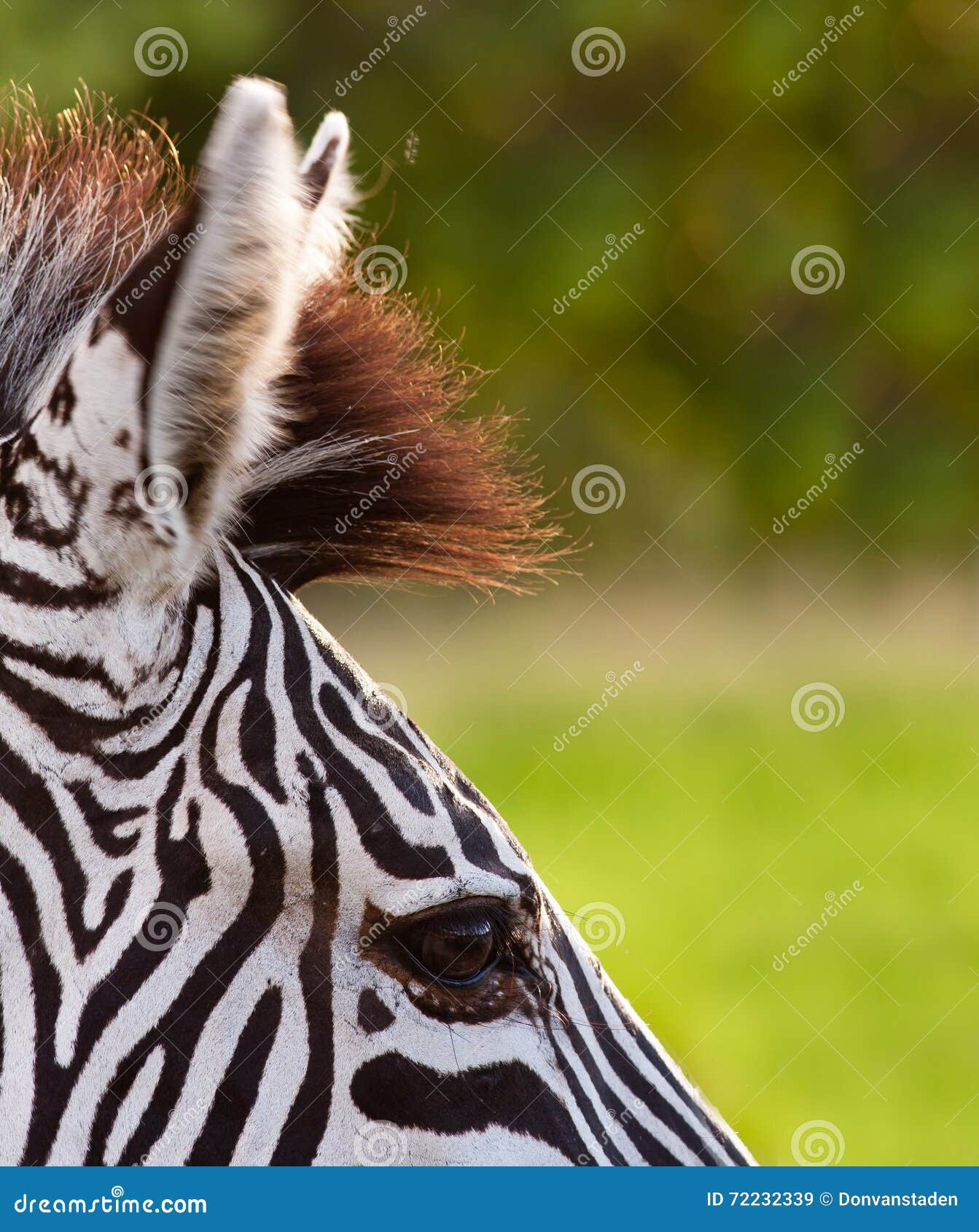 Close up of a Zebra stock image. Image of close, closeup - 72232339