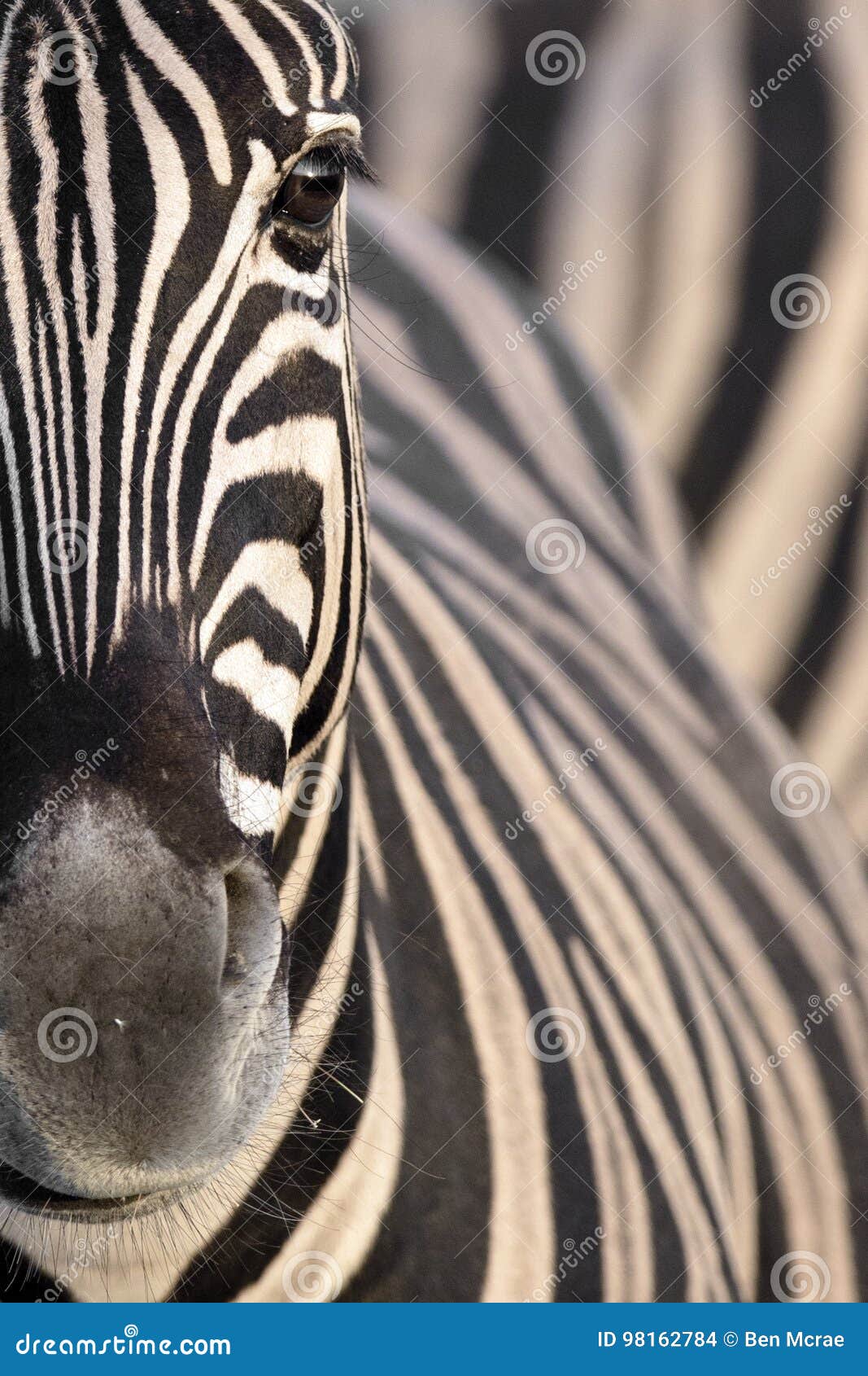 Zebra eye stock photo. Image of african, grazing, kruger - 98162784
