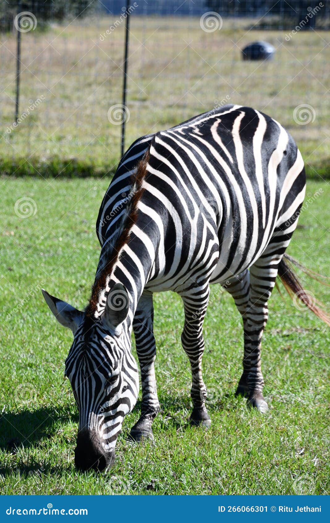 A Zebra in a Zoo stock image. Image of reserve, savanna - 266066301