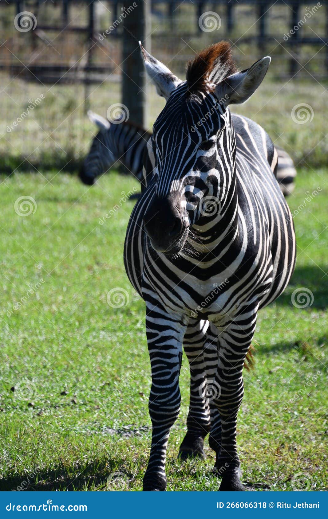 A Zebra in a Zoo stock photo. Image of plain, national - 266066318