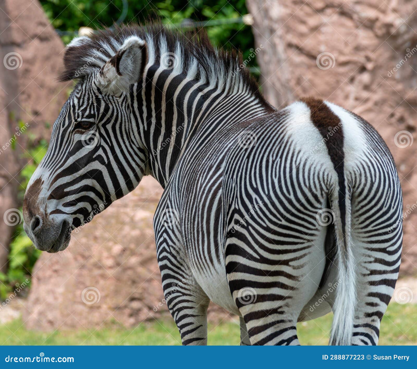 Close Up of a Zebra at the Zoo Stock Image - Image of giraffe, zebra ...