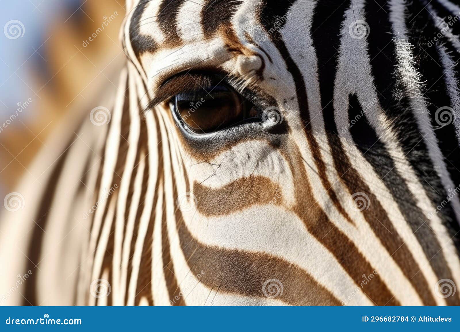 Close-up of a Zebras Face in Profile Stock Photo - Image of profile ...