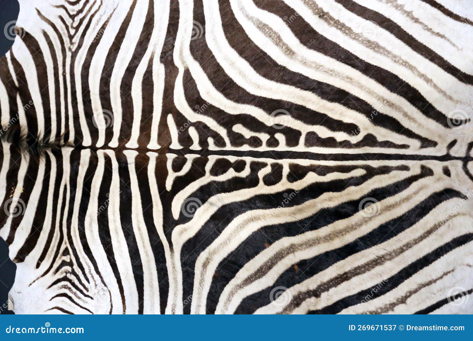 Close up of zebras fur stock image. Image of equus, abstract - 269671537