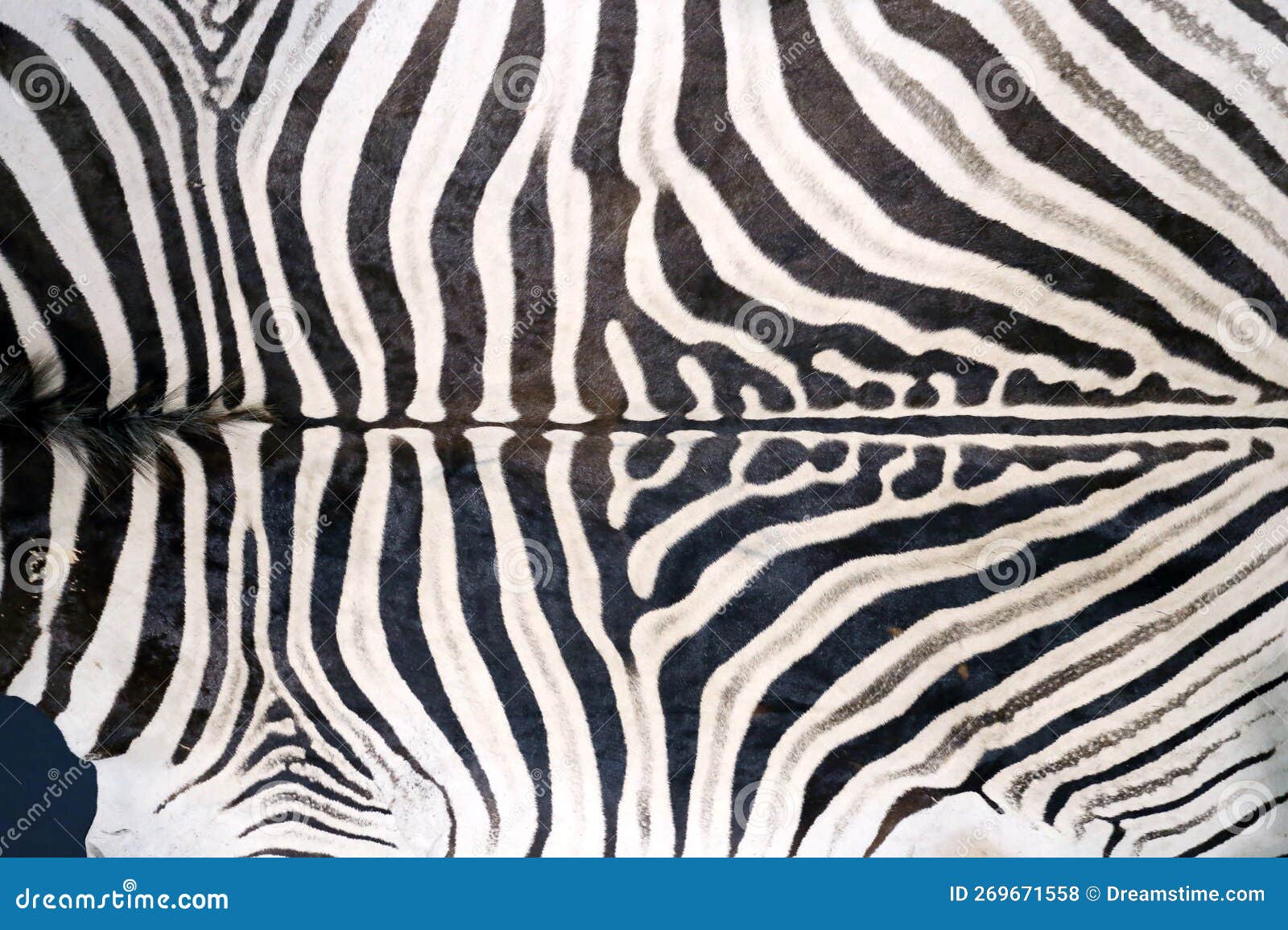 Close up of zebras fur stock photo. Image of closeup - 269671558