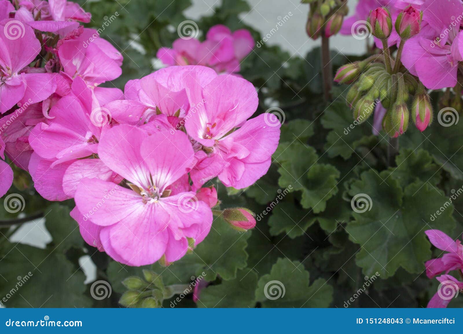 Close-up of Zonal Geranium Flower Stock Image - Image of flourish ...