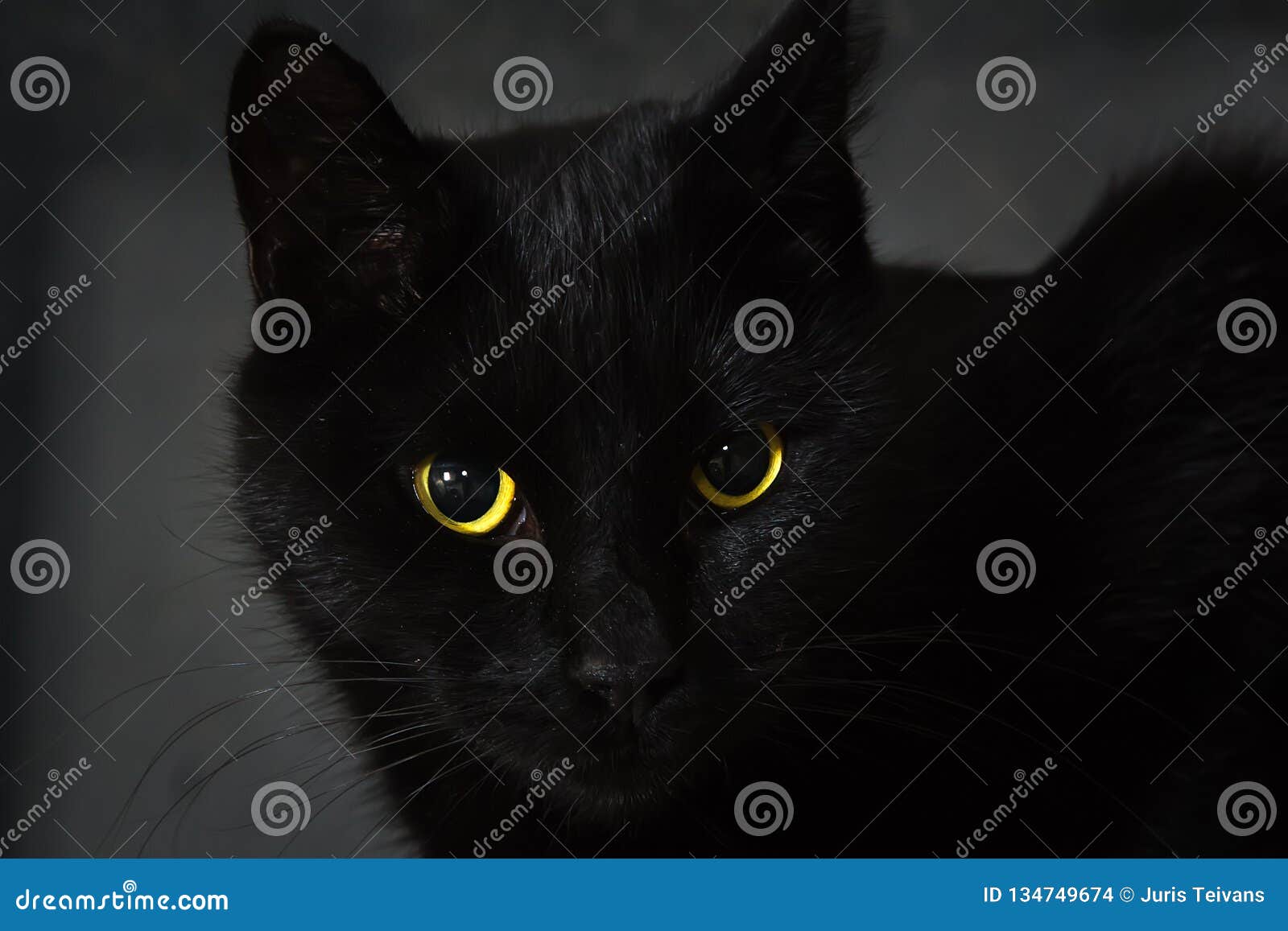 Close-up Zwarte Kat Met Groene Ogen Stock Foto - Image of zwart, bont ...