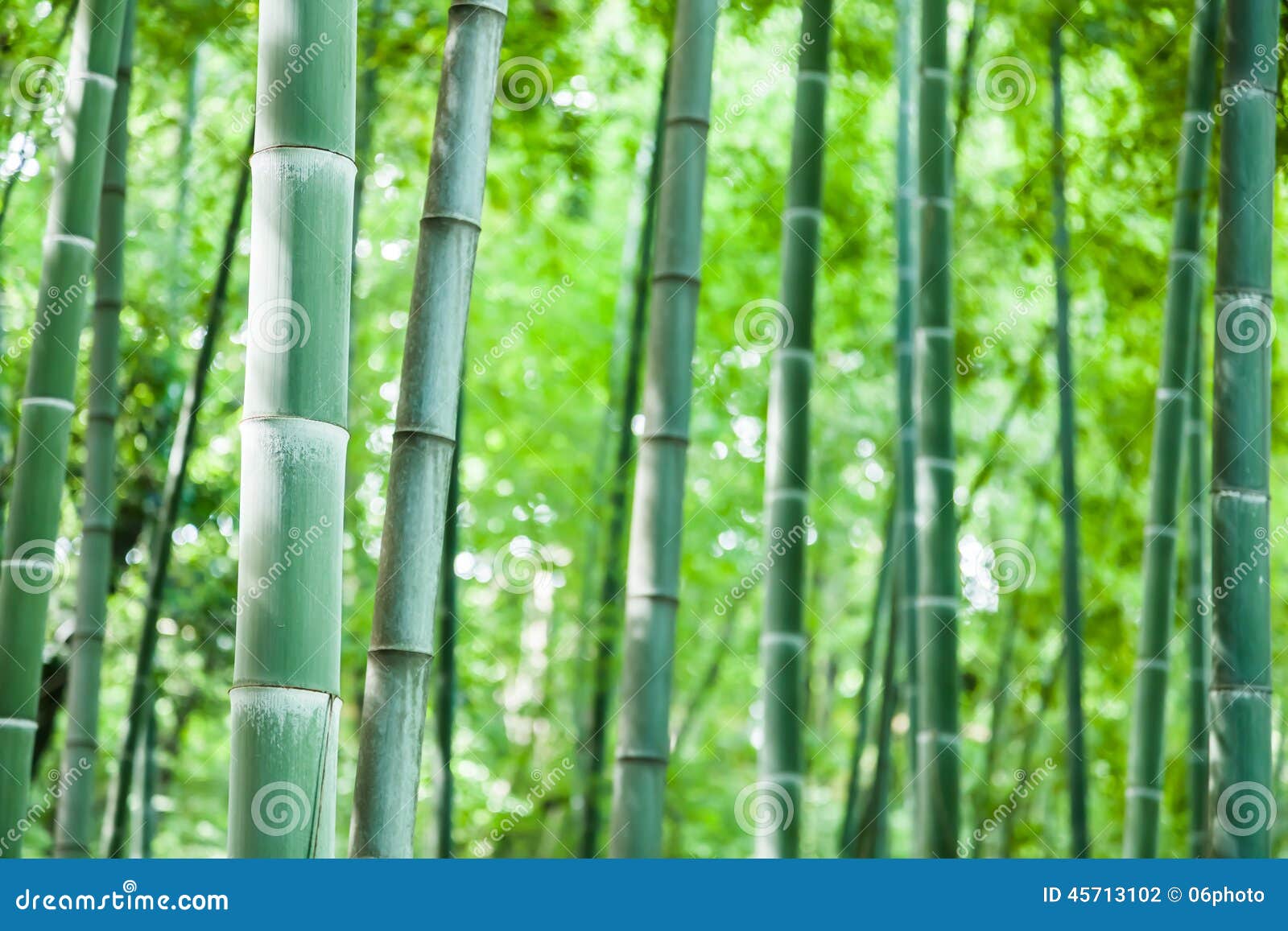 Close-upbamboe in Het Bamboebos Stock Foto - Image of installatie ...