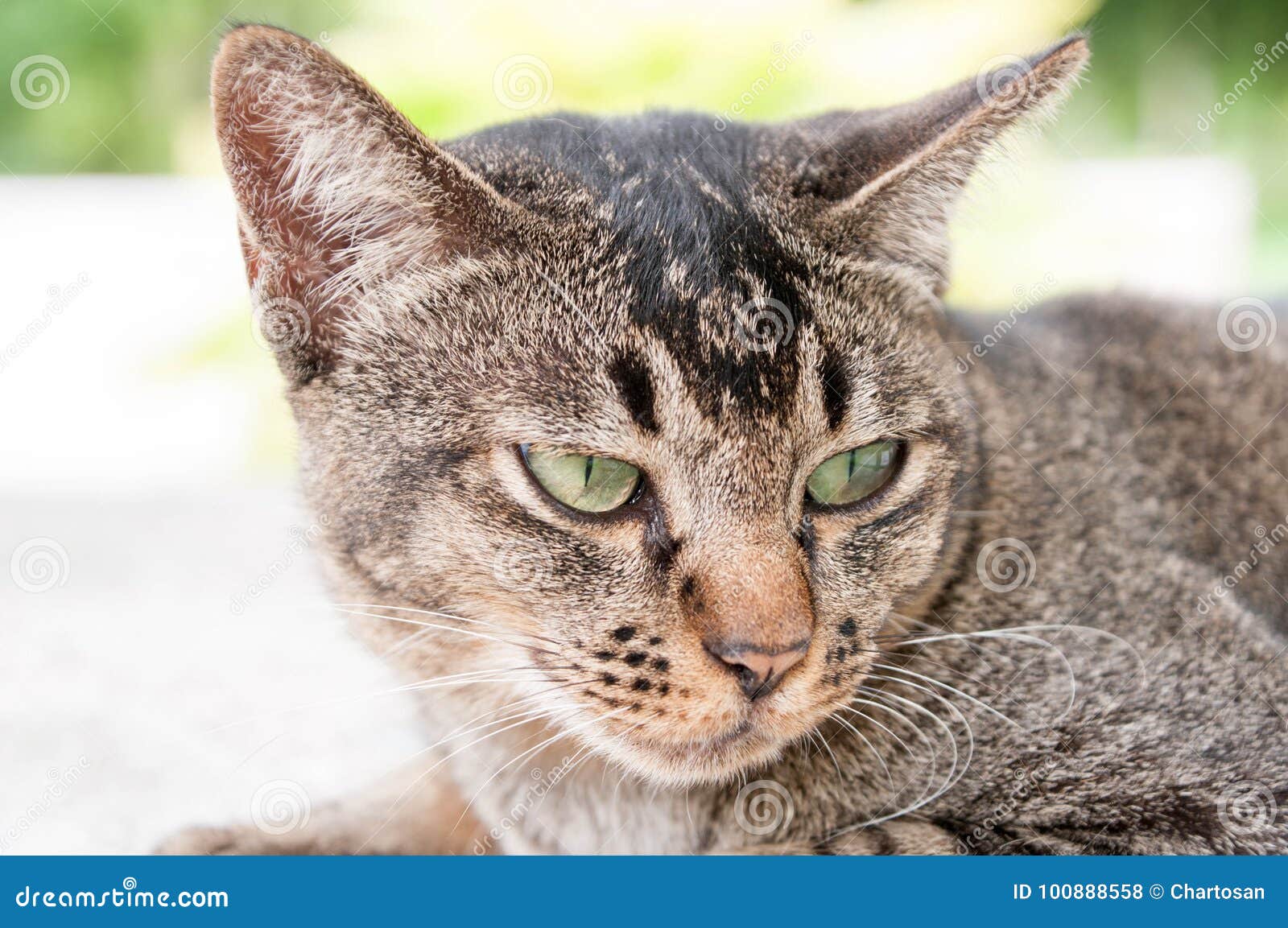 Close-upgezicht En Ogen Van Leuke Bruine Kat Stock Foto - Image of ...