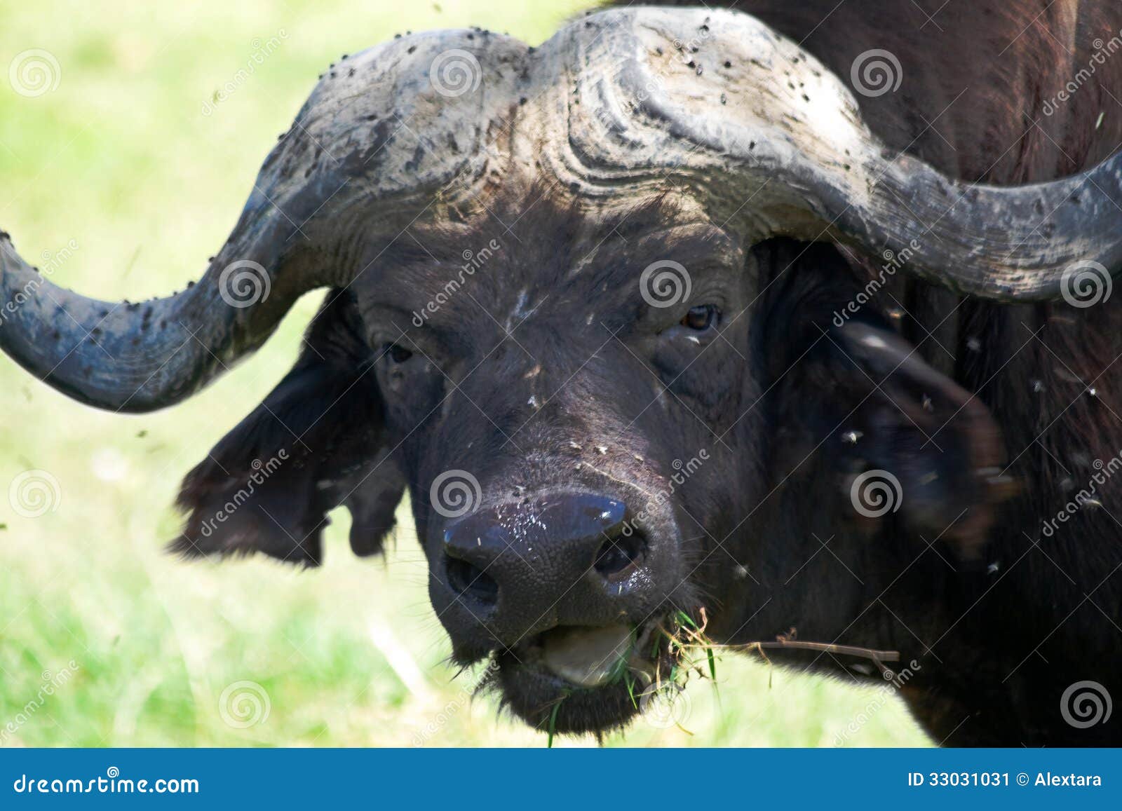 Close-upportret Van Een Afrikaanse Buffel Stock Afbeelding - Image of ...