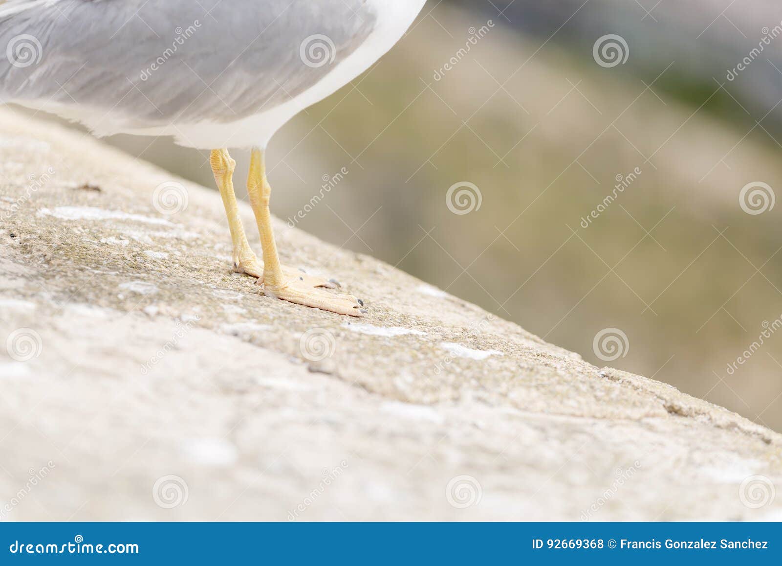 Close-ups of the Legs of a Seagull Stock Photo - Image of water ...