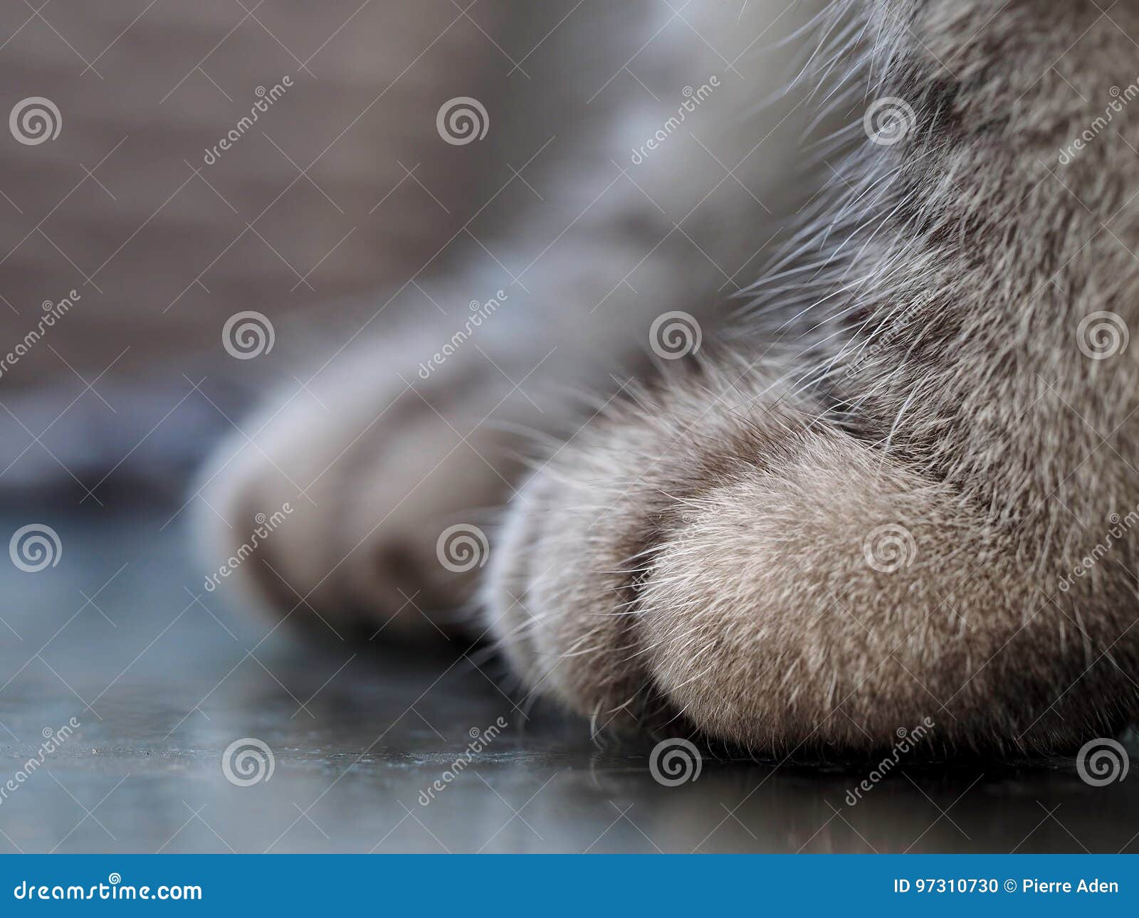 Close-upschot Van Kattenpoot Stock Foto - Image of spelen, huisdier ...