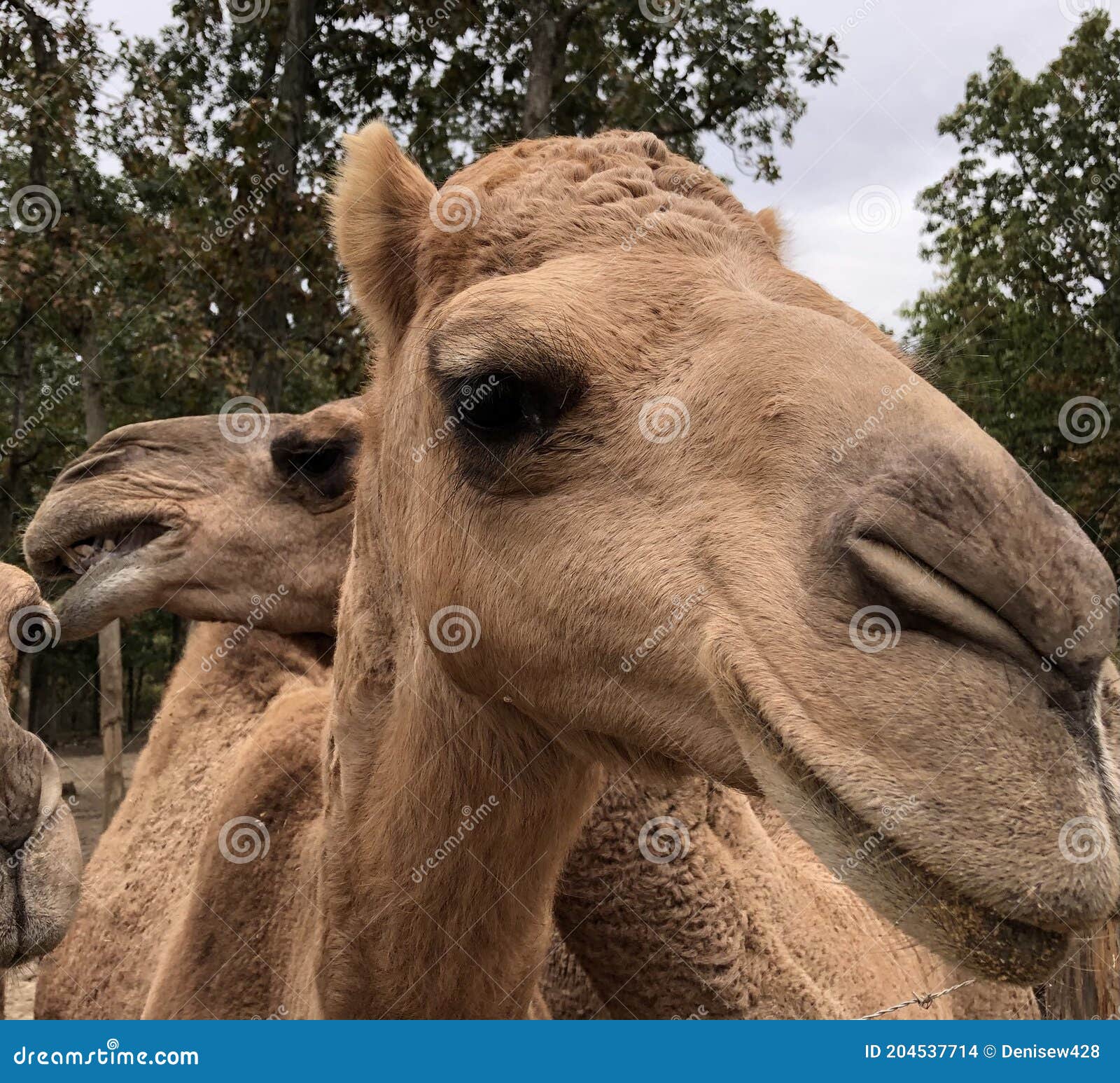 Close up of a camel stock photo. Image of head, close - 204537714