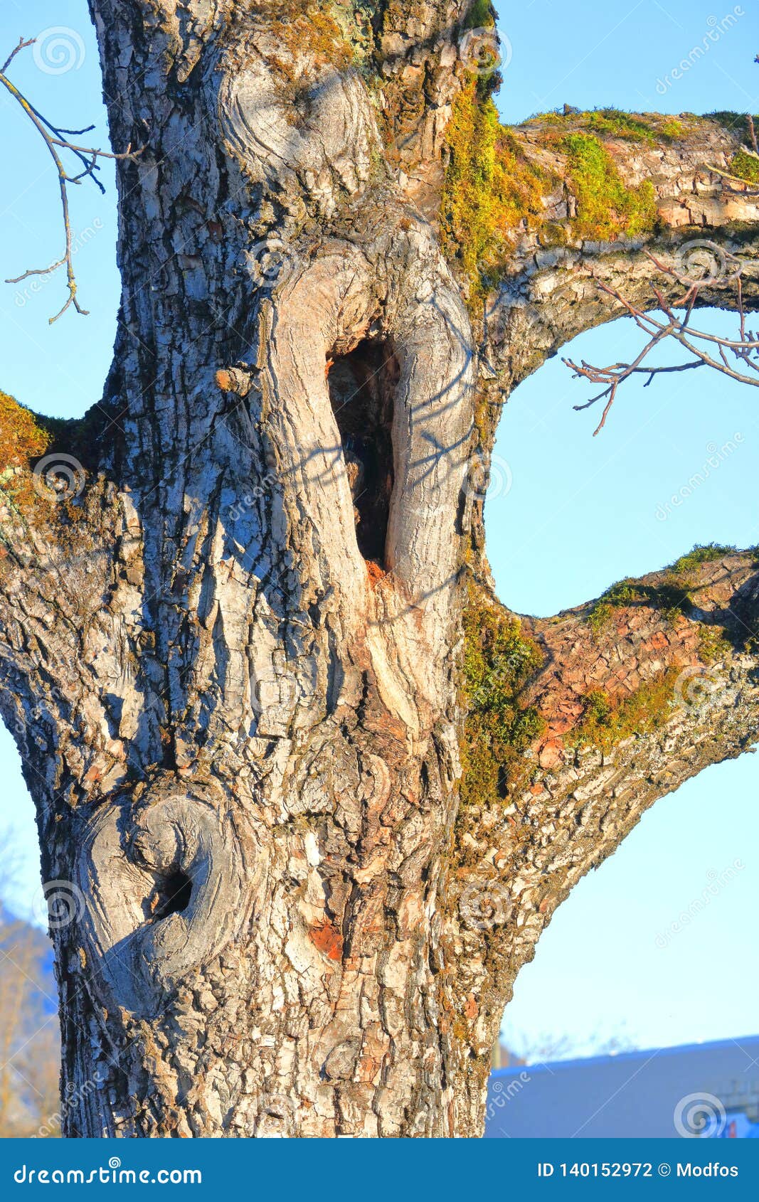 Tree Trunk Hollow or Cavity Stock Photo - Image of limb, damage: 140152972