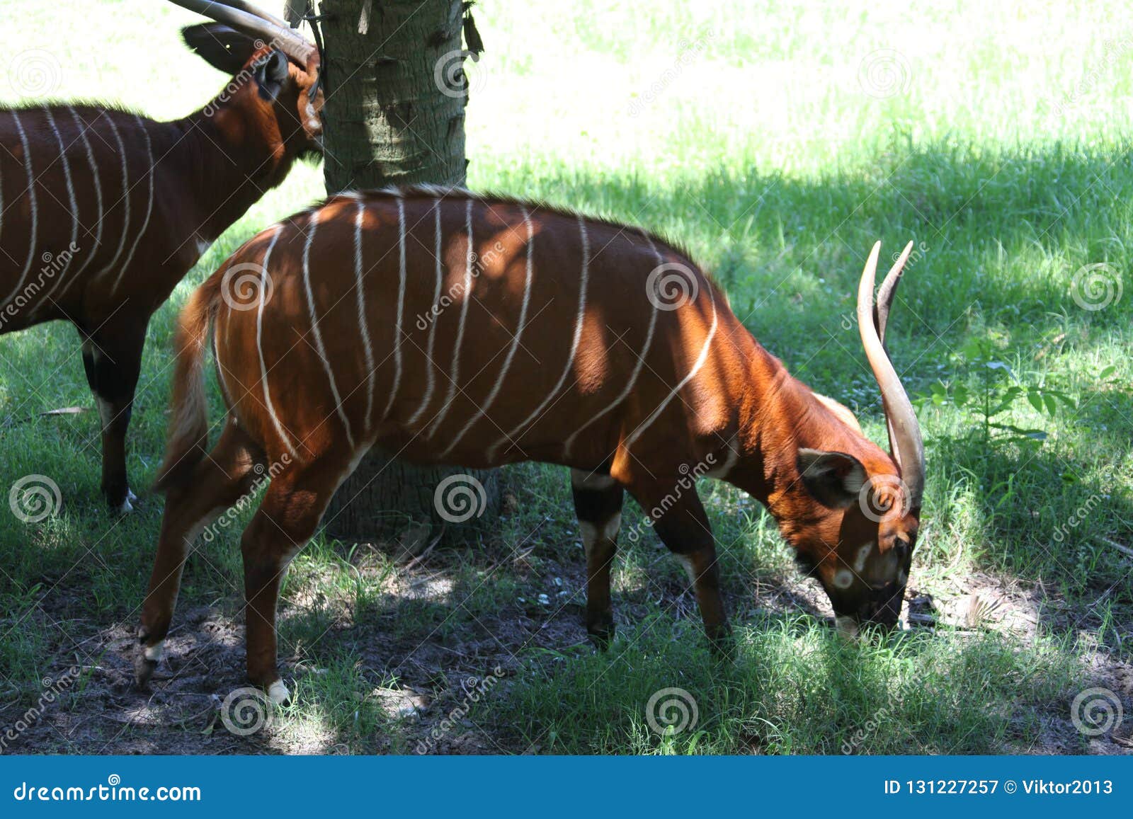 Bongo stock image. Image of head, creature, antelope - 131227257