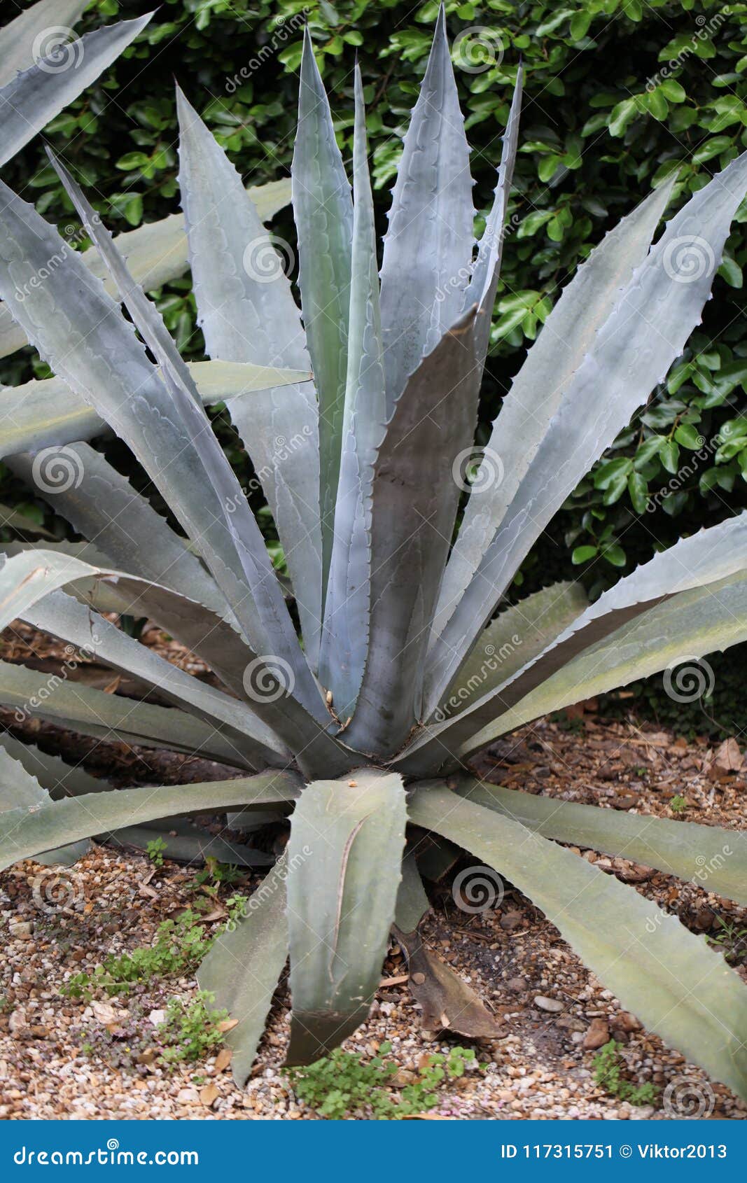 Agave plant stock image. Image of desert, agriculture - 117315751