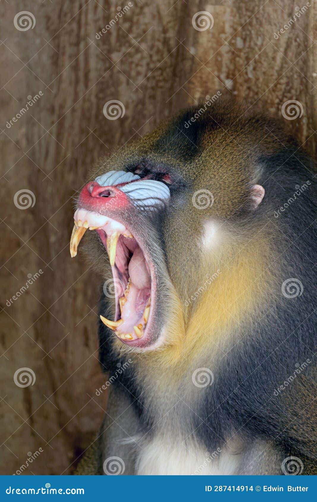 Close View of Angry Mandrill Monkey with Sharp Teeth with Tree ...