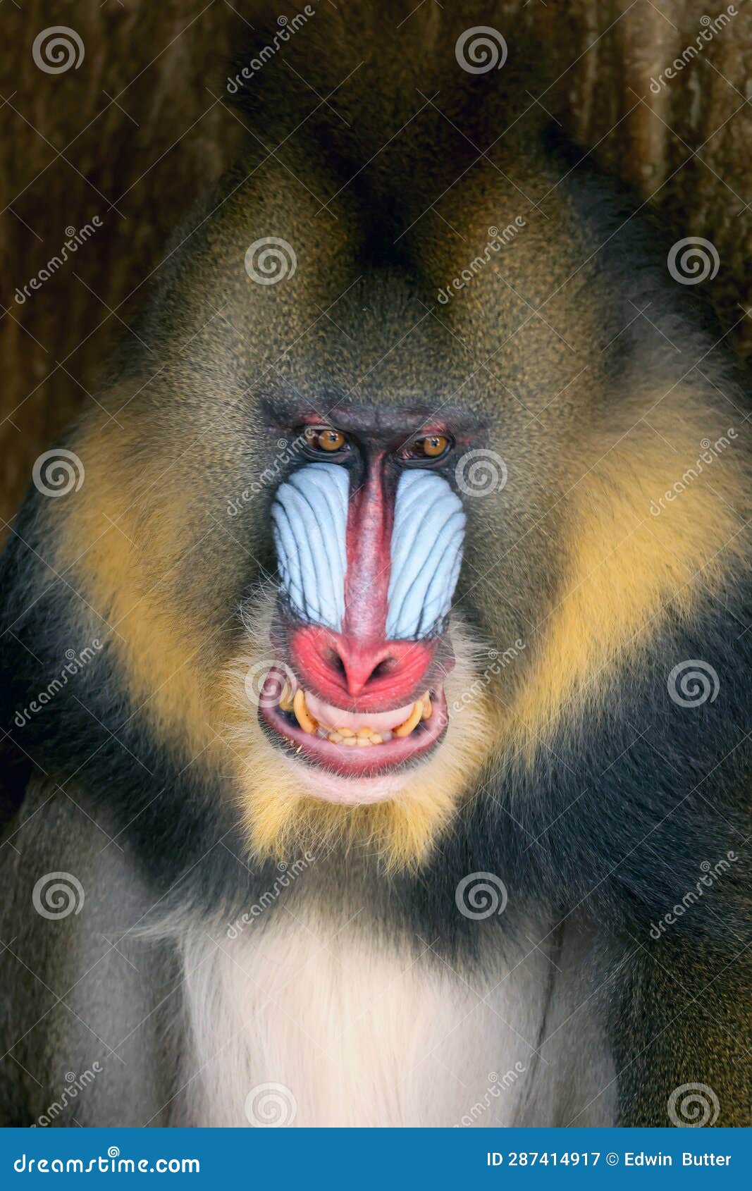 Close View of Angry Mandrill Monkey with Sharp Teeth with Tree Background Stock Image - Image of ...
