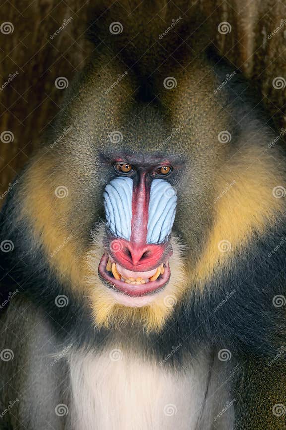 Close View of Angry Mandrill Monkey with Sharp Teeth with Tree ...