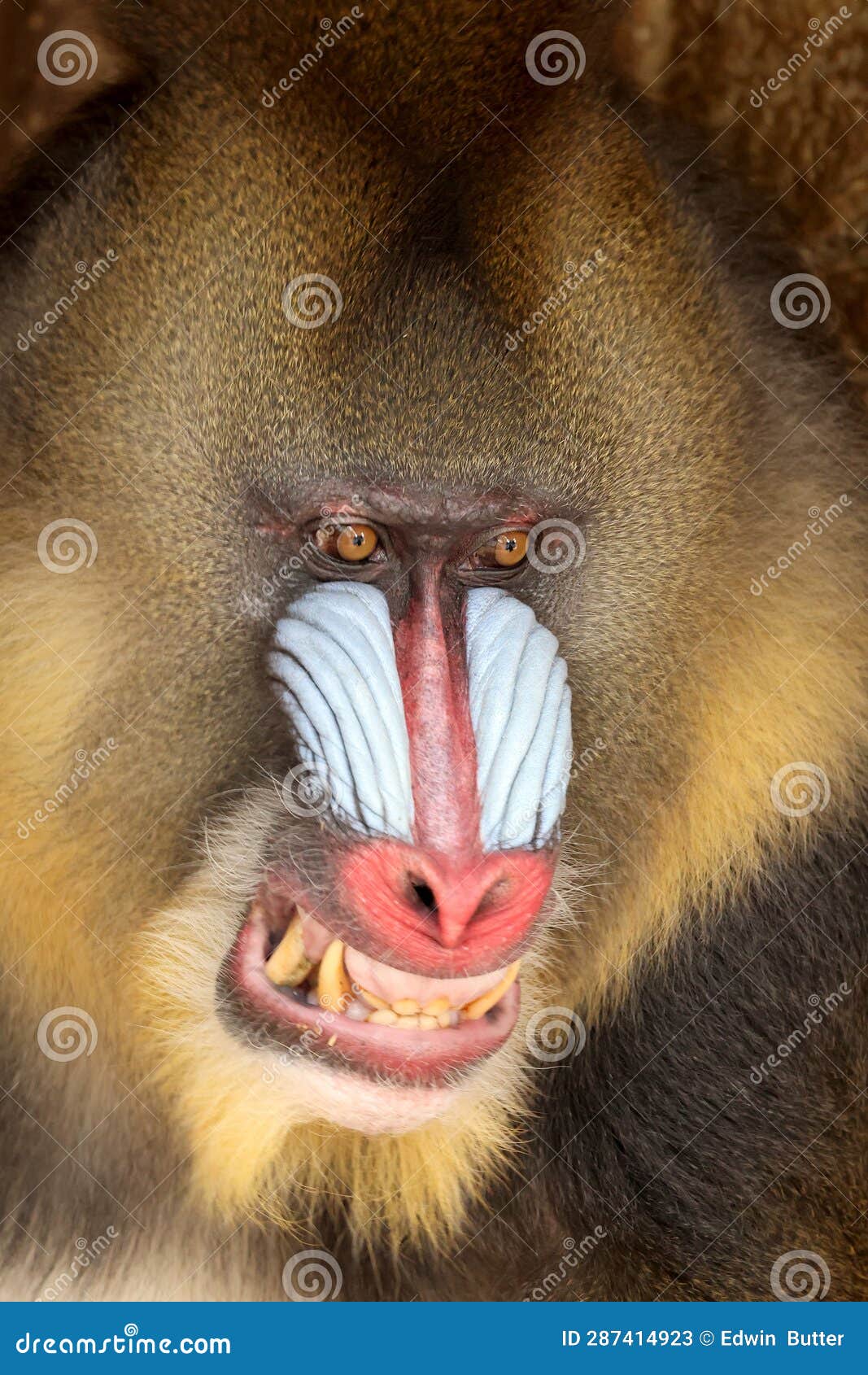 Close View of Angry Mandrill Monkey with Sharp Teeth with Tree ...