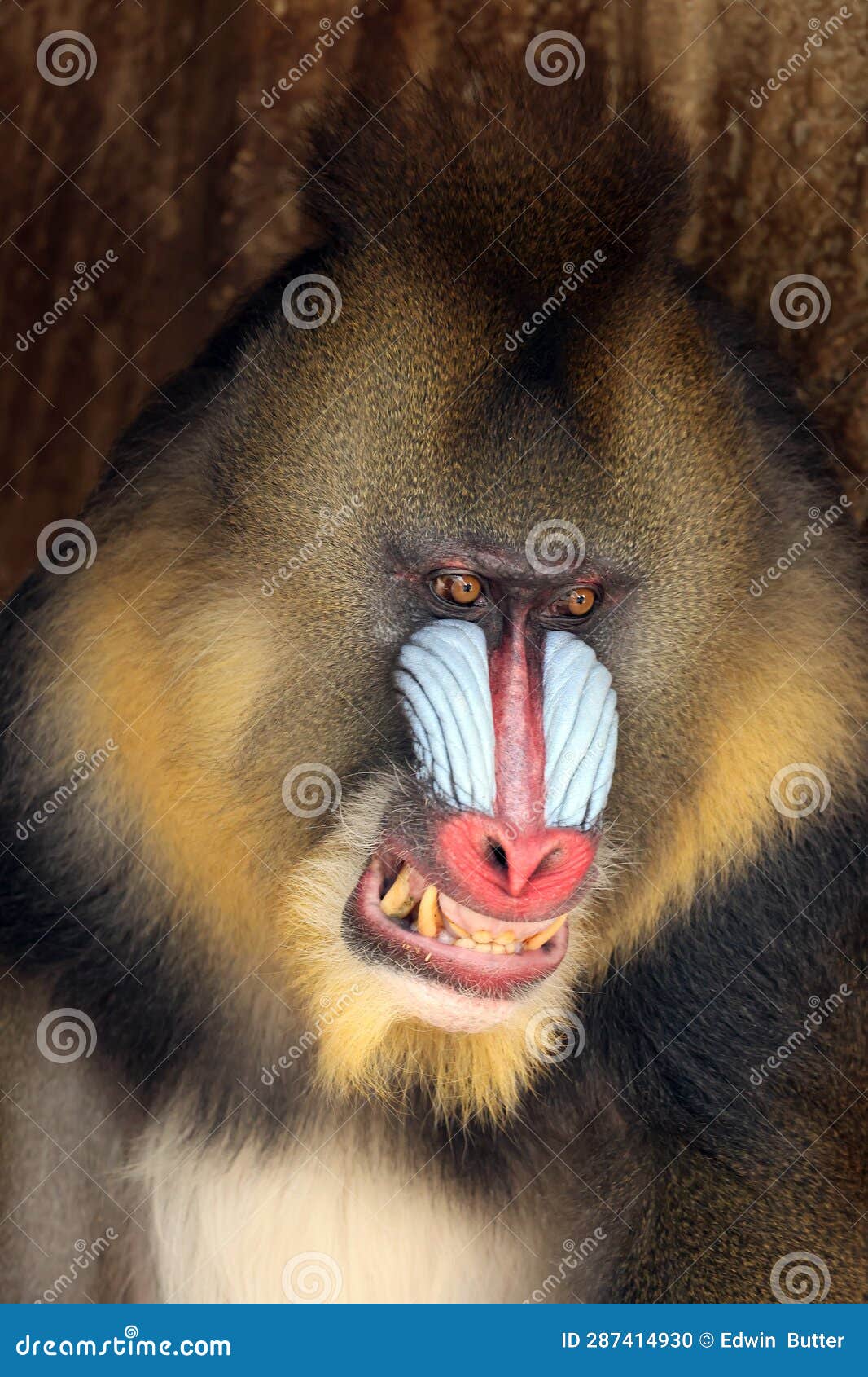 Close View of Angry Mandrill Monkey with Sharp Teeth with Tree ...