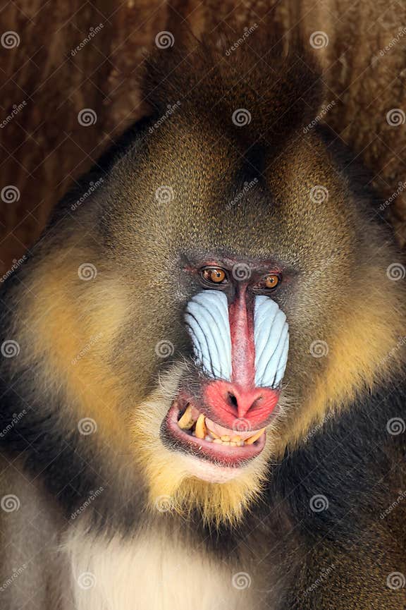 Close View of Angry Mandrill Monkey with Sharp Teeth with Tree ...