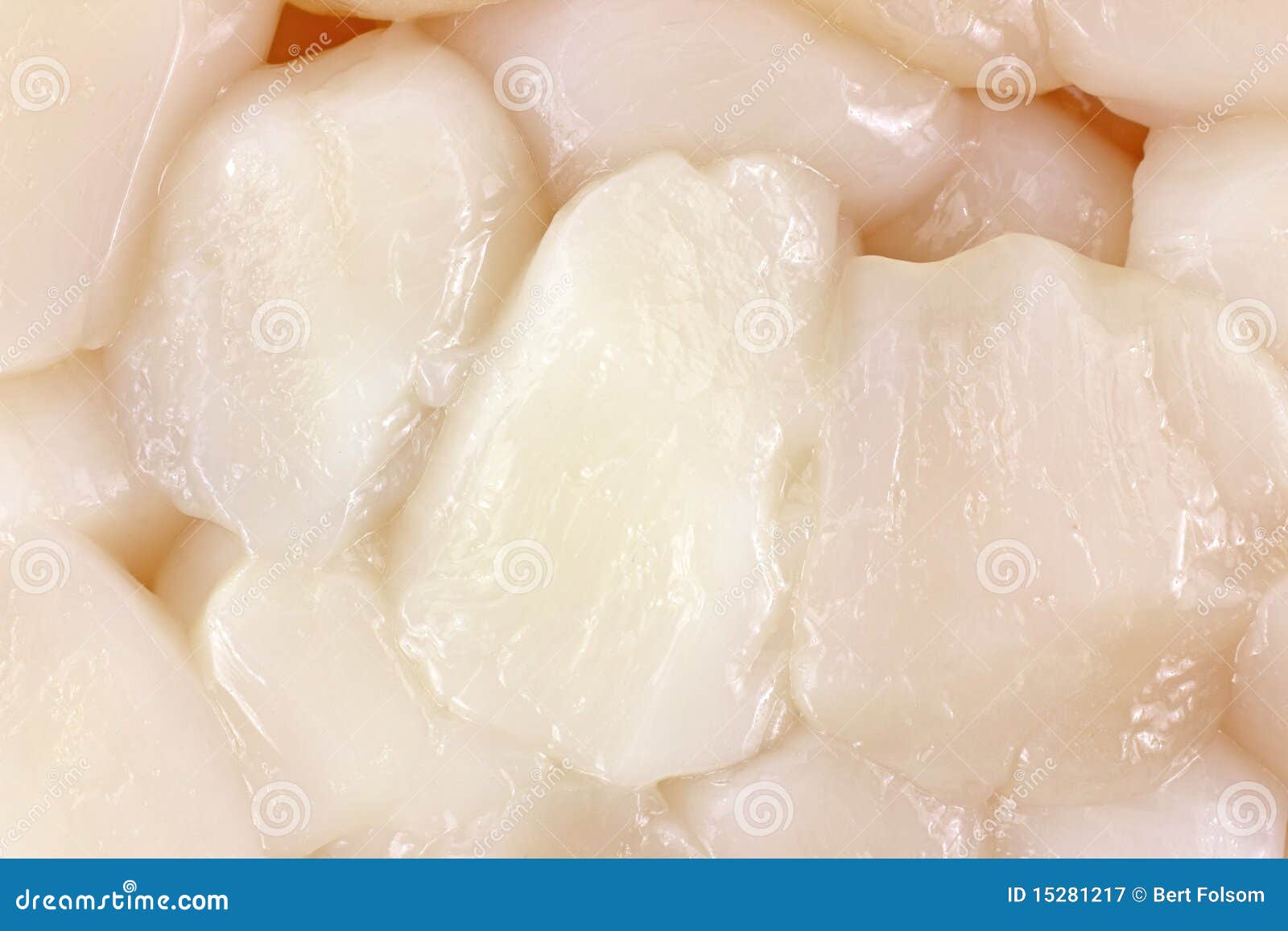 Close view of bay scallops stock image. Image of food - 15281217