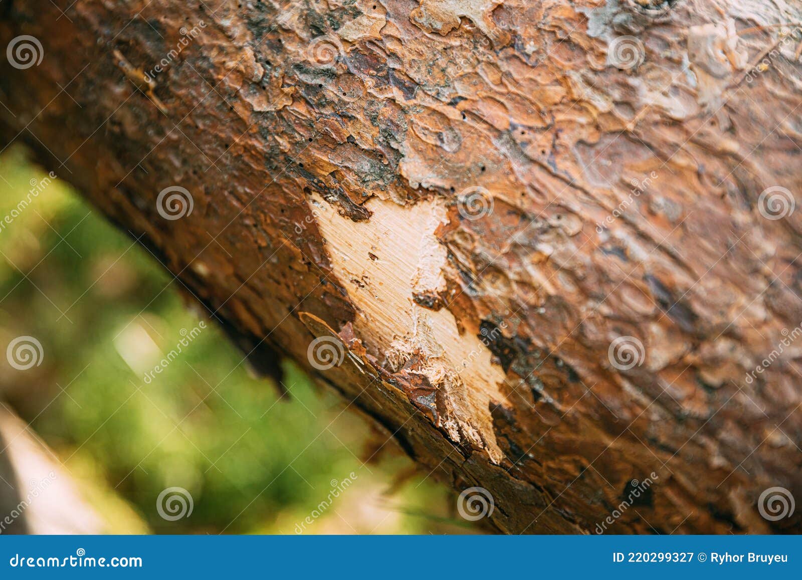 Claw Marks Of A Bengal Tiger On A Tree Trunk. Stock Image ...