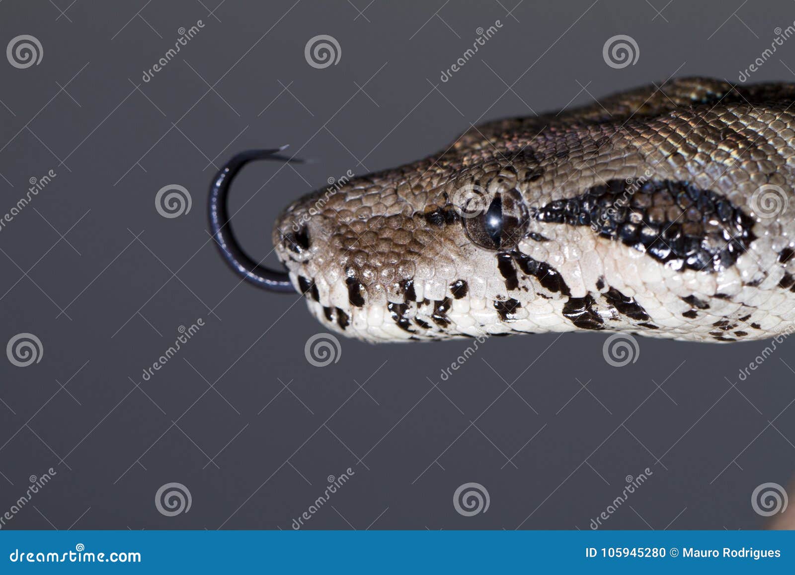 Boa constrictor head stock photo. Image of skin, alert - 105945280