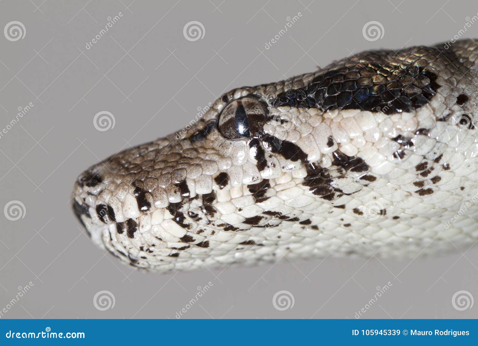 Boa constrictor head stock image. Image of sinister - 105945339