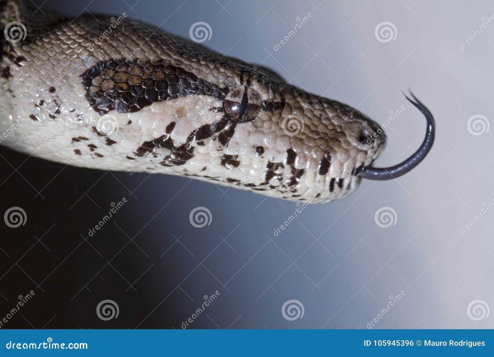 Boa constrictor head stock photo. Image of pattern, wild - 105945396