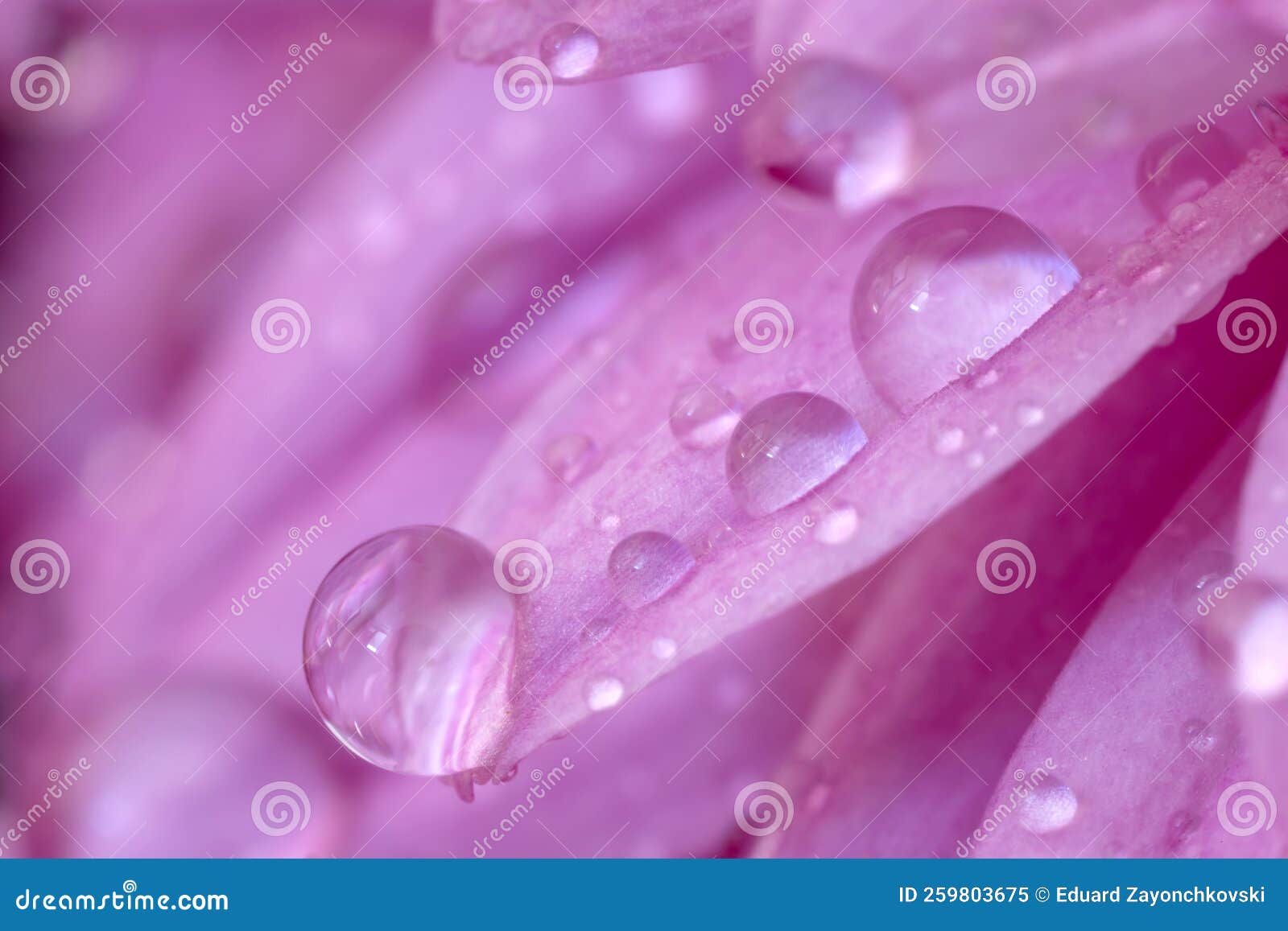 Beautiful Pink Leaves with Water Drops Stock Image - Image of abstract ...