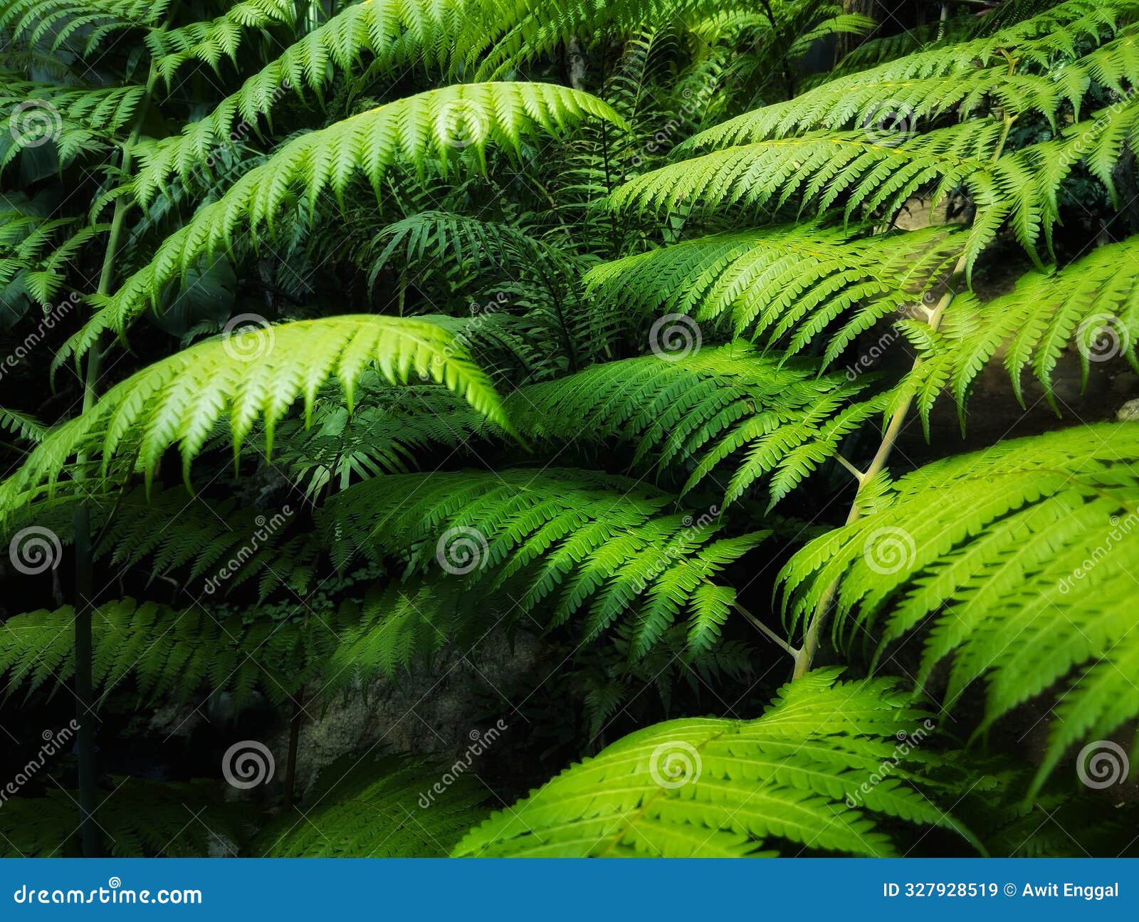 Close View of Big Fern Leaf Growing in the Deep Dark Rainforest Bed ...