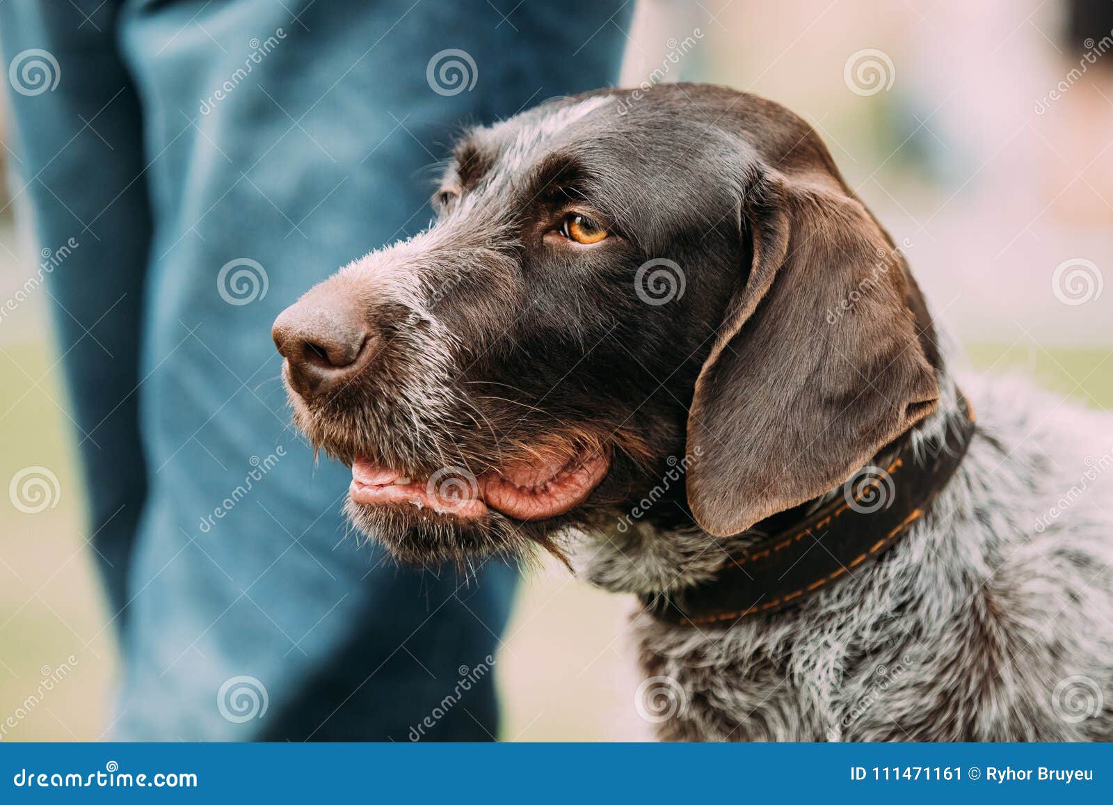 Close View of Black German Wirehaired Pointer Dog Stock Image - Image of pedigree, pointer ...