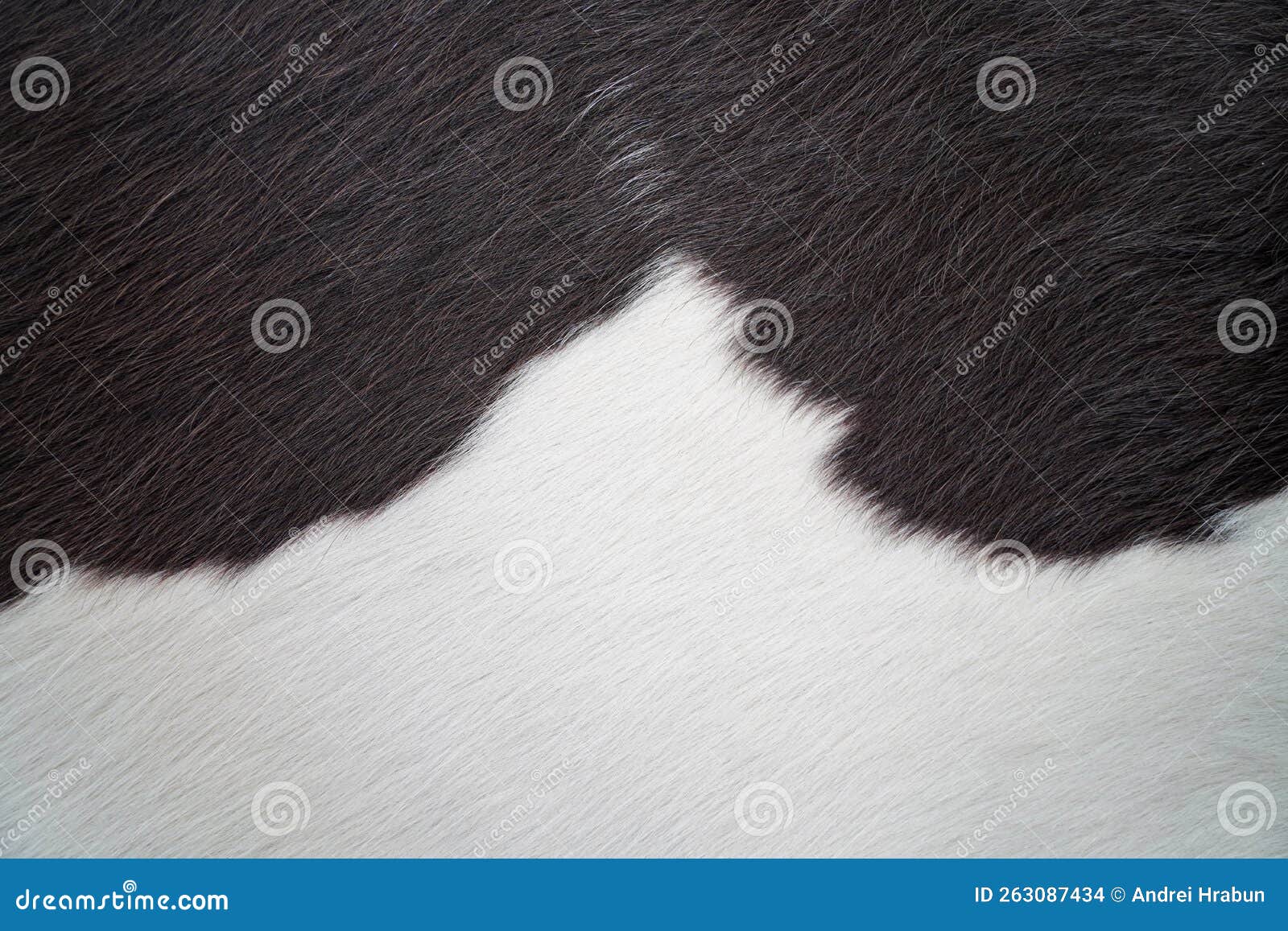 Close View of Black and White Cow Fur Texture Stock Photo - Image of ...