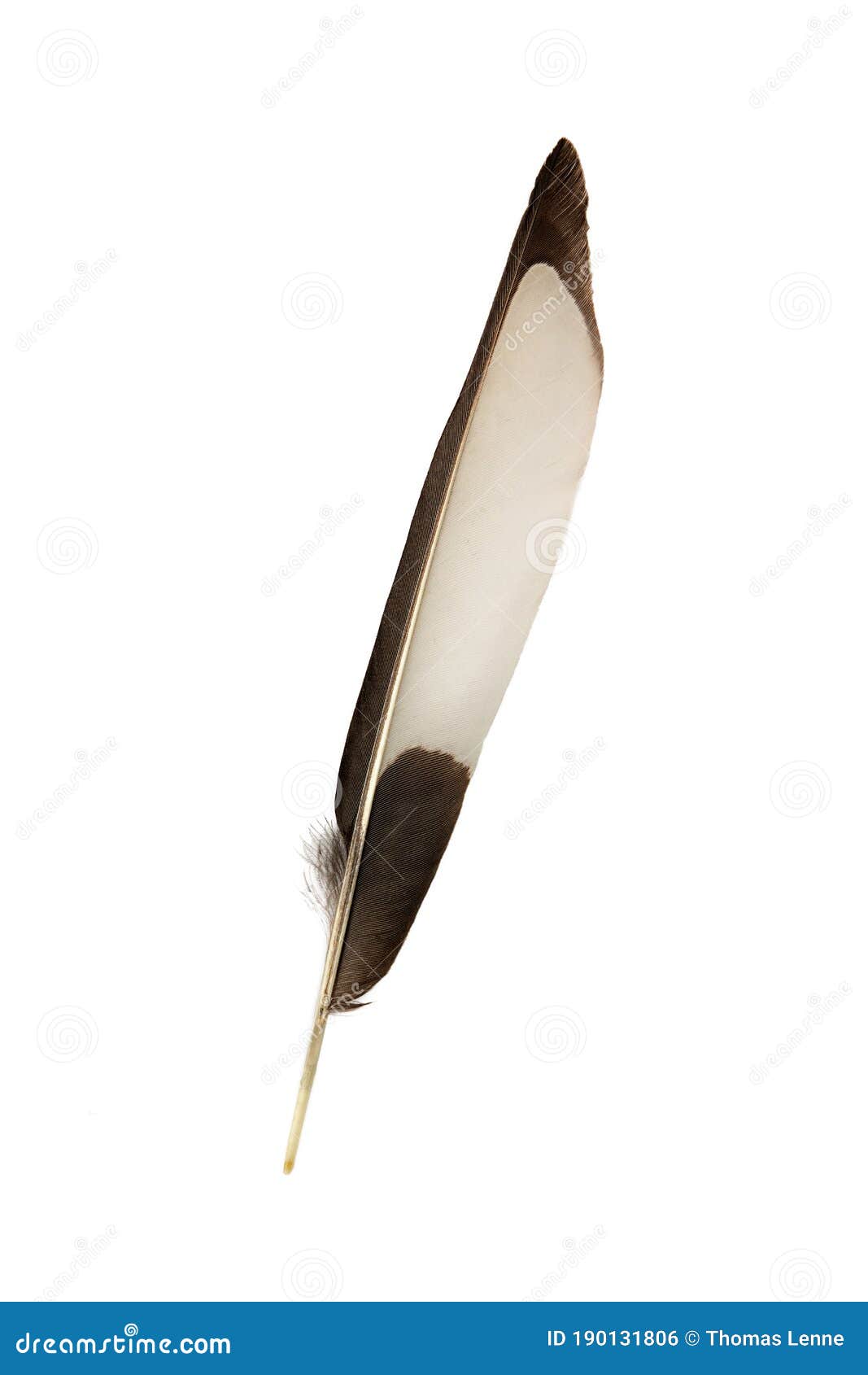 5,662 Magpie Feather Stock Photos - Free & Royalty-Free Stock Photos ...