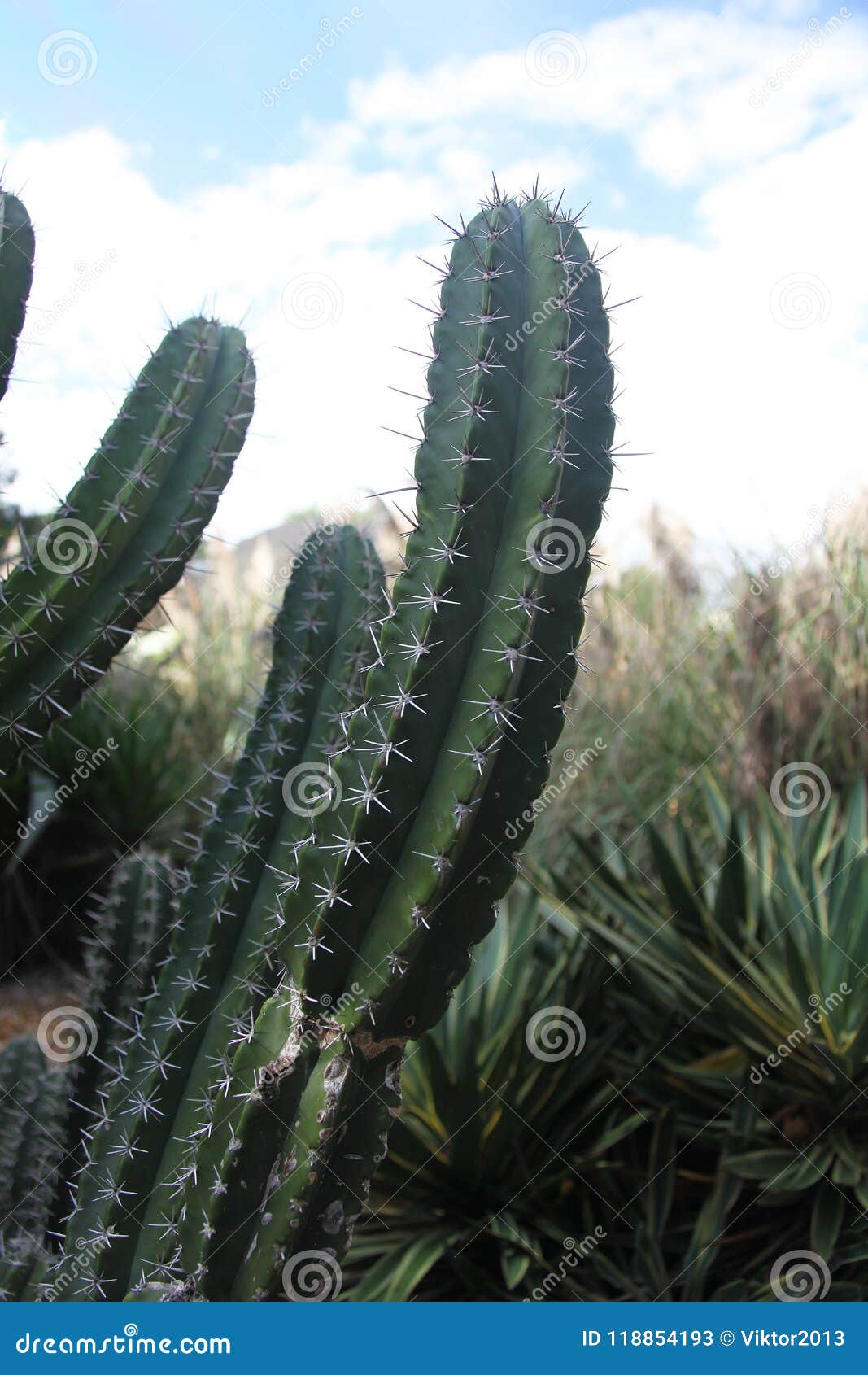 Cactus stock image. Image of environment, blossoming - 118854193