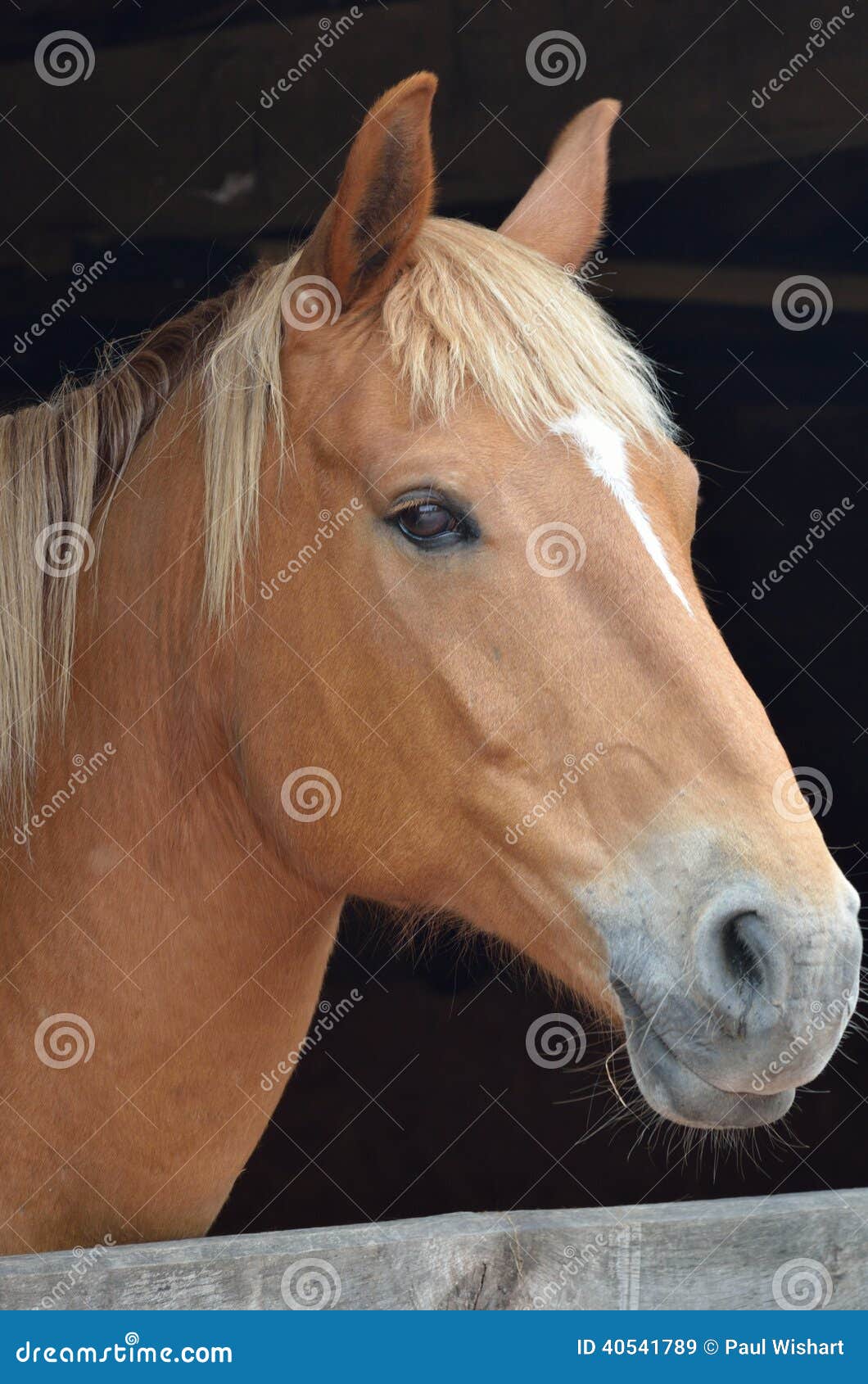 Close View of Chestnut Horse Stock Image - Image of mammal, mane: 40541789