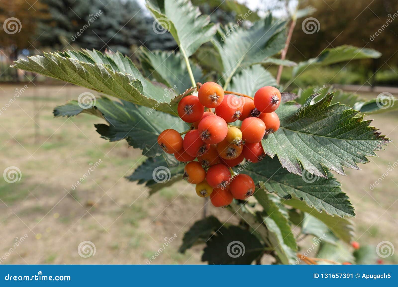 Close View of Cluster of Berries of Whitebeam Stock Image - Image of ... Close View of Cluster of Berries of Whitebeam Stock Image - Image of ...